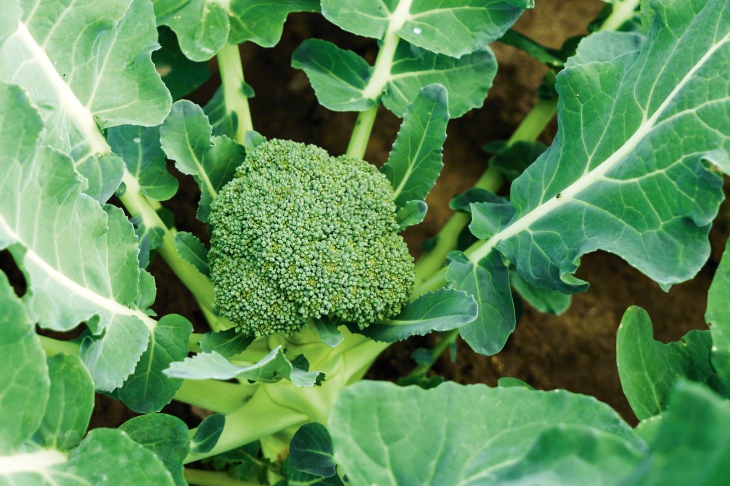 How to Grow Broccoli in a Small Garden - Daily Gardening Mag