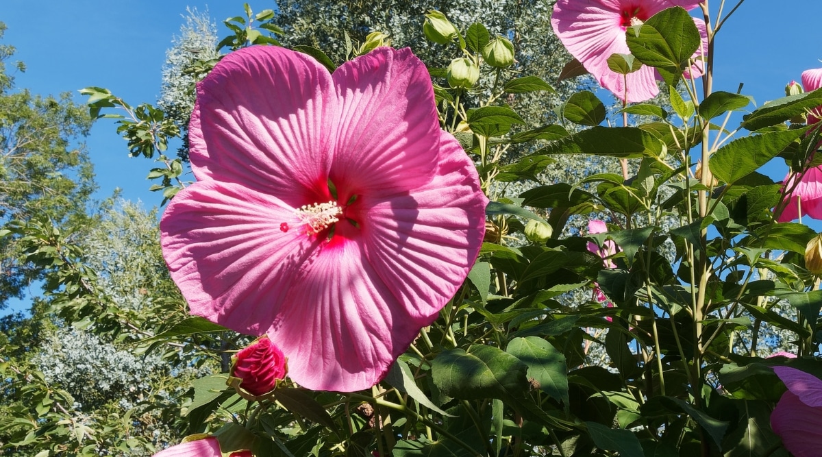 8 Stunning Pink Hibiscus Varieties to Brighten Up Your Garden - Daily ...