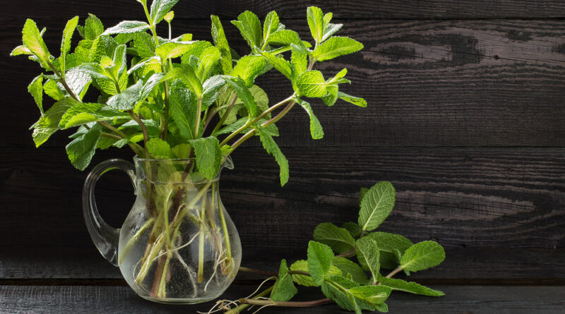 25 Herbs, Vegetables & Plants You Can Grow In Water - Daily Gardening Mag
