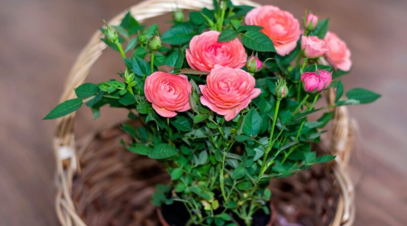 How to Grow Beautiful Rose Bushes - Daily Gardening Mag