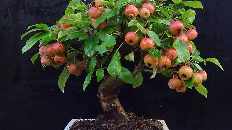 How To Grow Bonsai Apple Tree - Daily Gardening Mag