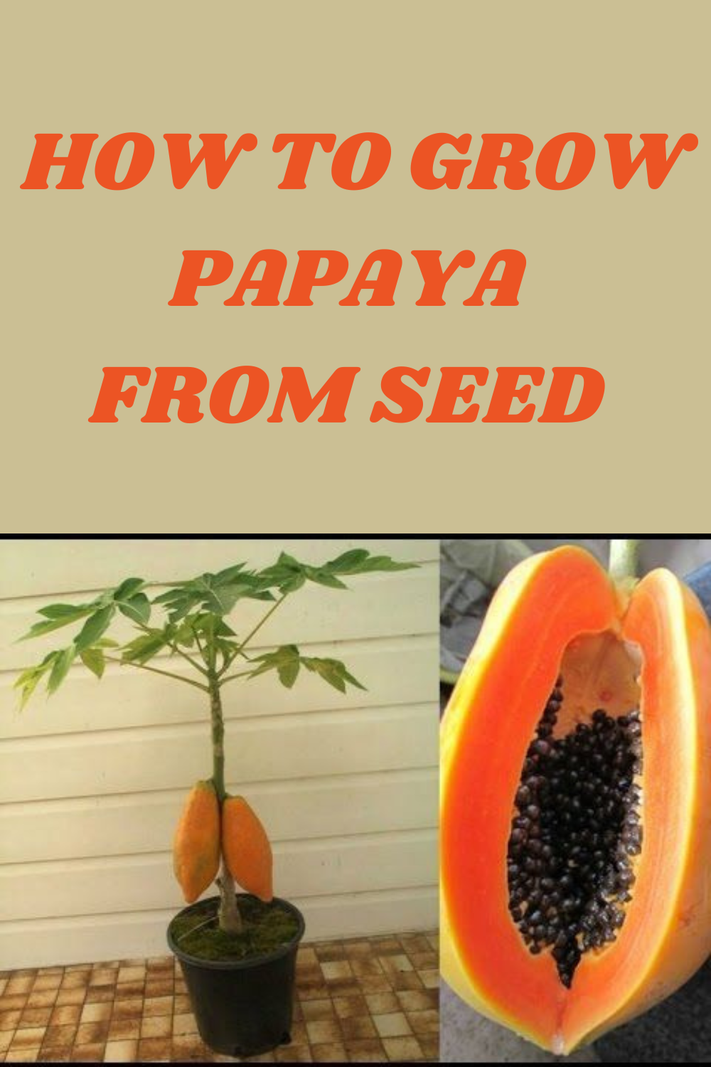 How to Grow Papaya from Seed - Daily Gardening Mag